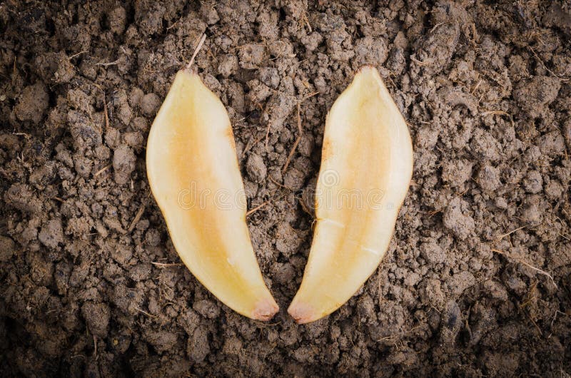 Yacon root on the ground stock photo. Image of nature - 36940916