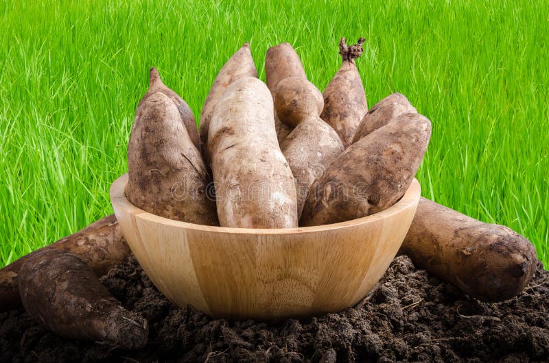 African Yams stock image. Image of horizontal, food, market - 26006749