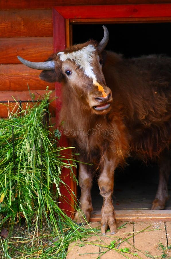 Yacs imagen de archivo. Imagen de agricultura, grande - 2668437