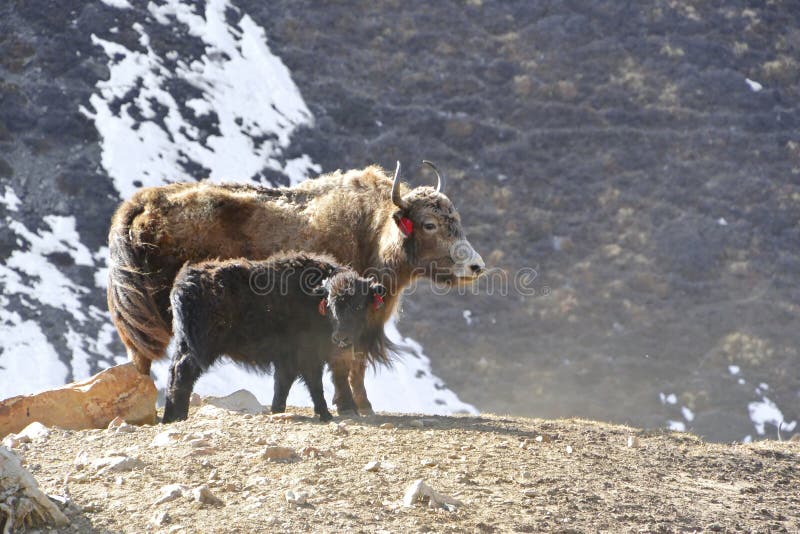 Yacs con el alumno imagen de archivo. Imagen de azul - 59219417
