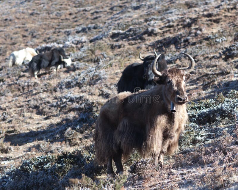 Yacs Del Dzo En El Nepal Himalaya Imagen de archivo - Imagen de ...