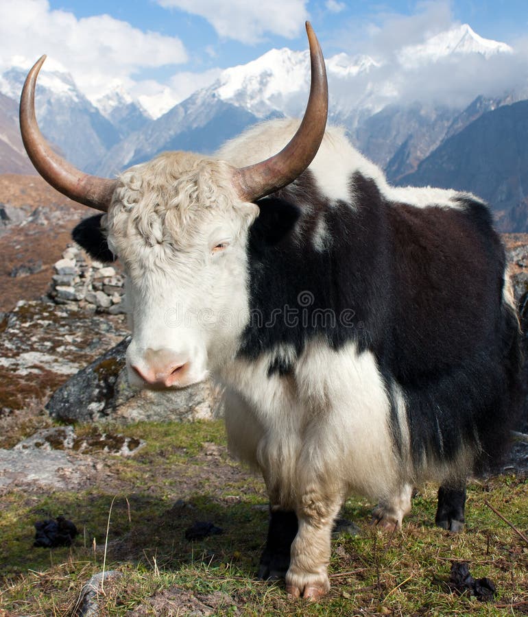 Yacs En El Valle De Langtang Imagen de archivo - Imagen de claxon ...