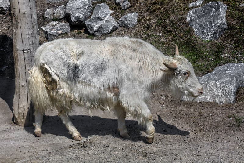 Yacs nacionales blancos foto de archivo. Imagen de recinto - 110185322
