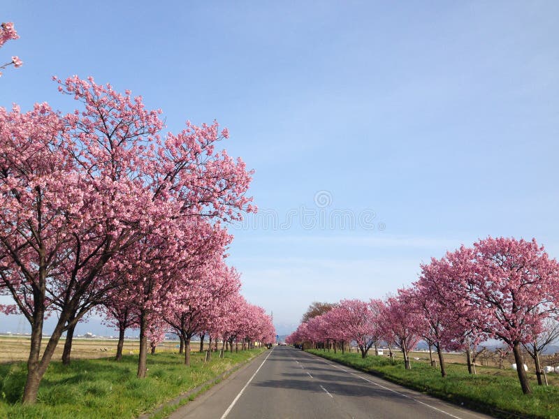 Yaezakura stock image. Image of eveywhere, inviting, ease - 58360575