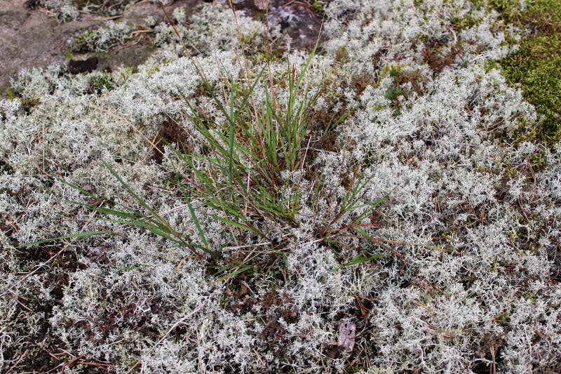 Texture of yagel stock image. Image of plant, snow, shrub - 286633075