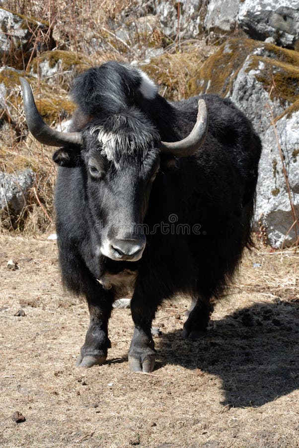 Nigerian Dwarf Goat Kid (female) Stock Image - Image of female, mama ...