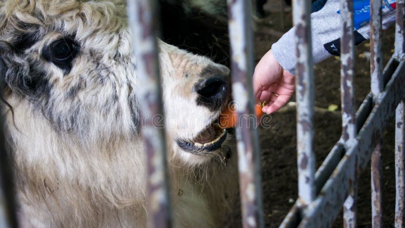 Yak stock image. Image of farm, carrot, buck, buffalo - 19487717