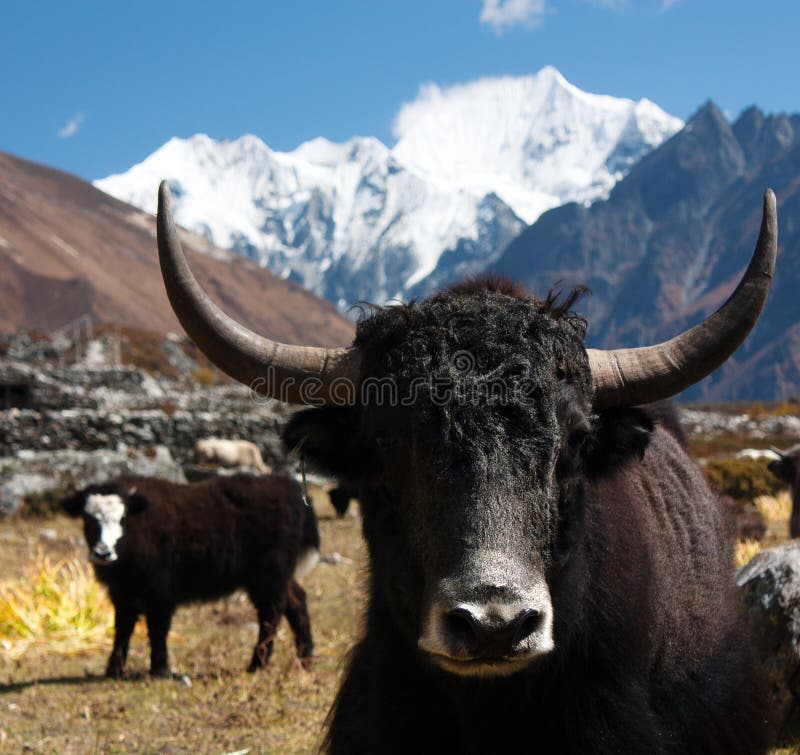 Yak stock photo. Image of asia, horn, farm, furry, langshisha - 22265316