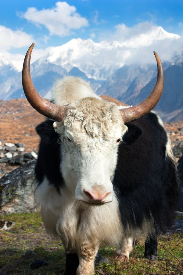 Yak stock image. Image of farm, large, mammal, himalay - 22265361