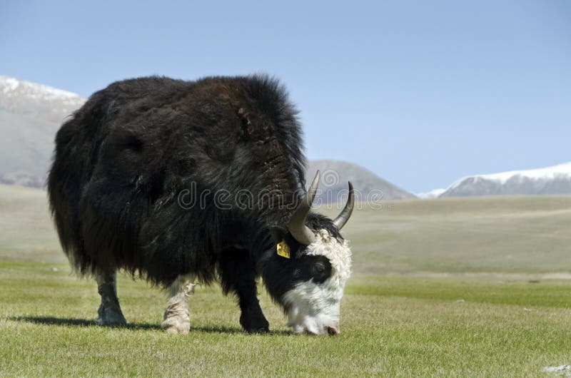 The yak stock photo. Image of grassland, wool, asia, mountains - 25005788