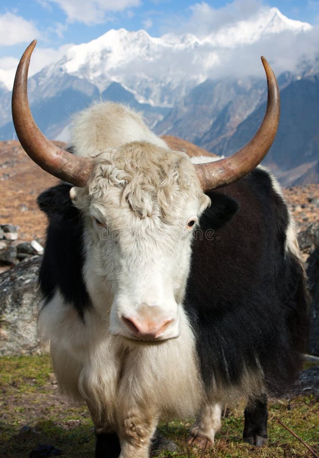 Yak stock image. Image of horns, meadows, rufous, wildlife - 5955859