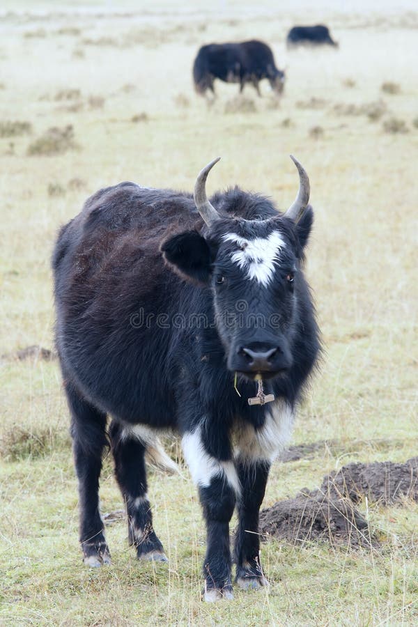 Yak stock image. Image of autumnal, domestic, cattle - 27258723
