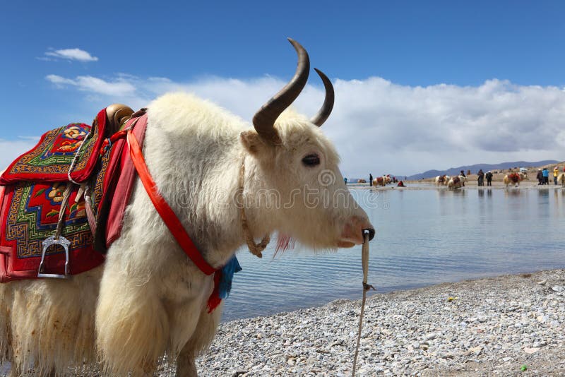 Yak stockfoto. Bild von wolken, himalaja, nave, kultur - 30033300