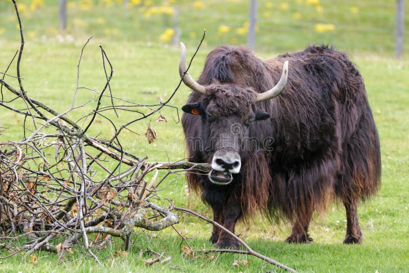 Yak (Bosgrunniens) fotografering för bildbyråer. Bild av medf8ort ...