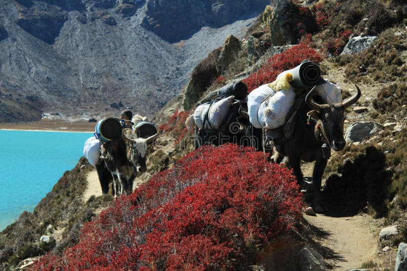 Yak caravan, Nepal stock photo. Image of caravan, khumbu - 17727190