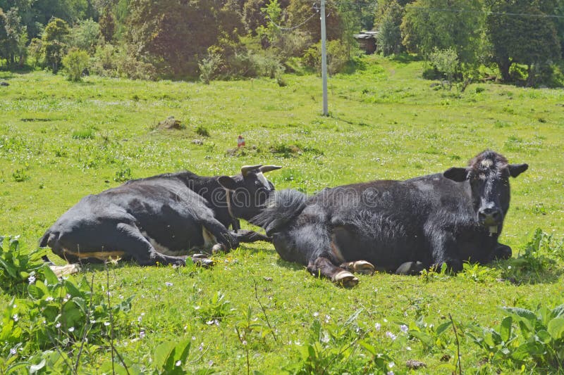 Yak cattle stock image. Image of alone, areas, field - 64485823