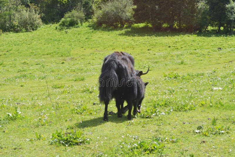 Yak Cattle in Tibetan Areas Meadow Stock Photo - Image of farmland ...