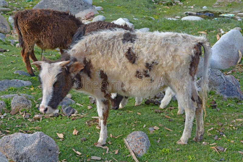 Yak cattle stock image. Image of himalaya, asia, landscape - 65126241