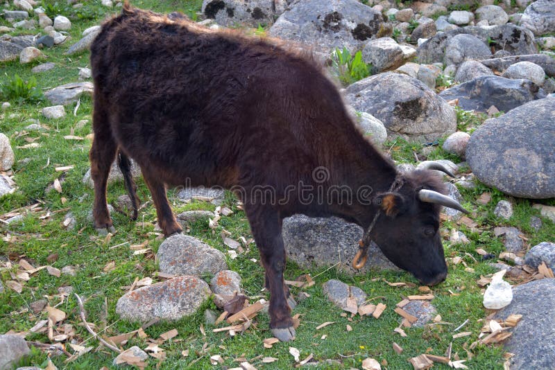 Yak cattle stock image. Image of animal, cattle, hoofed - 65126317
