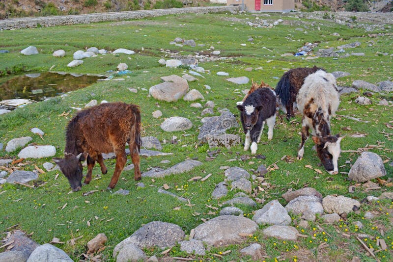Yak cattle stock image. Image of alone, areas, field - 64485823