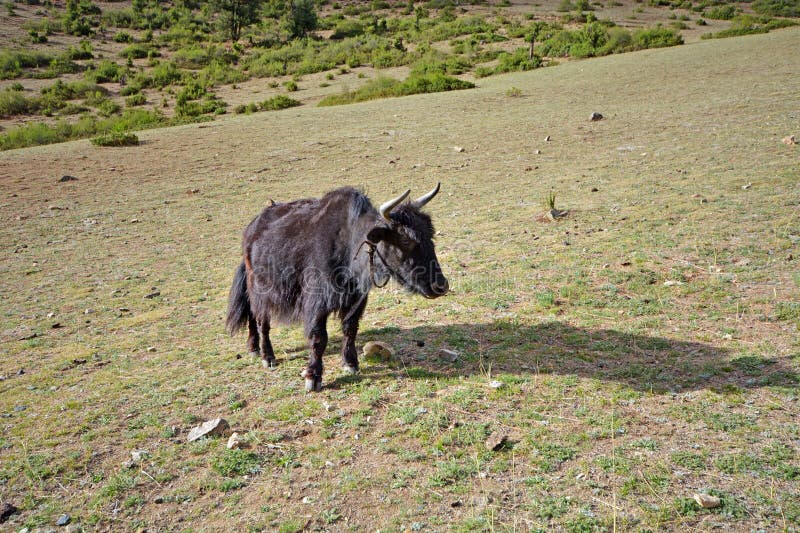 Yak cattle stock image. Image of horn, domestic, haired - 65126473