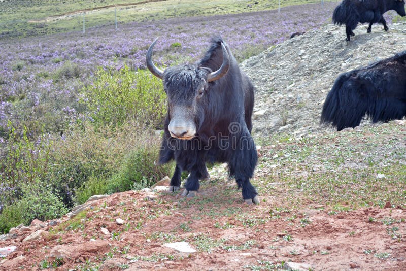 Yak cattle stock image. Image of large, feeding, alone - 65126523