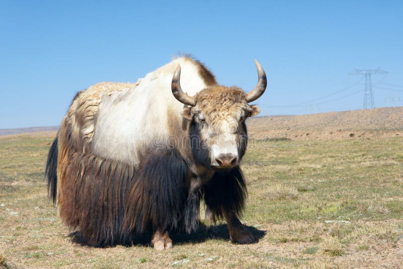 Yak stock photo. Image of grassland, mammal, closeup - 32855742