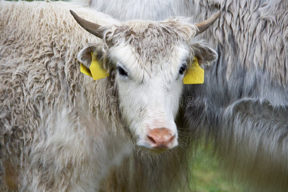 Yak closeup stock photo. Image of hair, portrait, mammal - 11981584