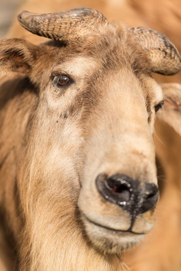 1,727 Yak Head Photos - Free & Royalty-Free Stock Photos from Dreamstime