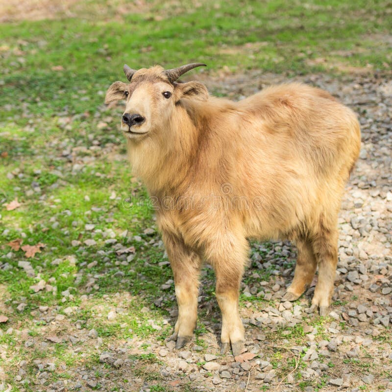 Yak stock image. Image of cattle, face, hoof, musk, beast - 47922517