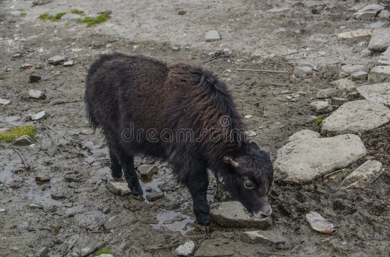 Yak Cow on Mountain of Annapurna, Nepal Stock Photo - Image of animal ...