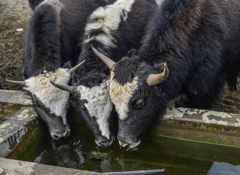 Yak Cow on Mountain of Annapurna, Nepal Stock Photo - Image of grass ...