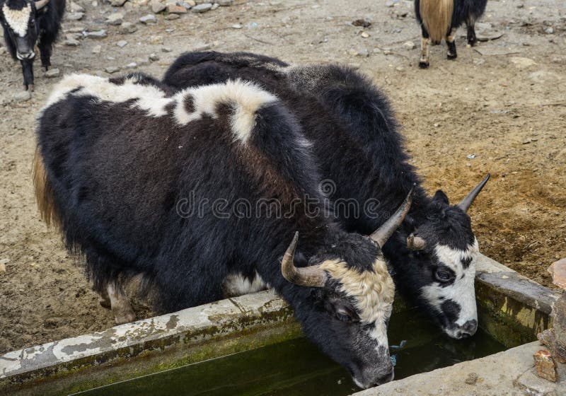 Yak Cow on Mountain of Annapurna, Nepal Stock Photo - Image of grass ...