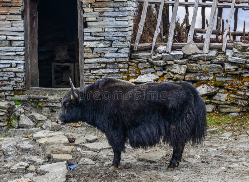 Yak Cow on Mountain of Annapurna, Nepal Stock Photo - Image of animal ...
