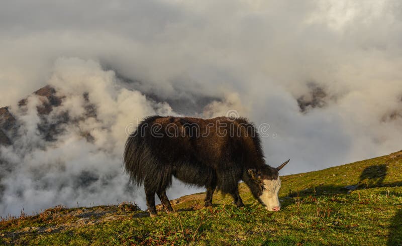 Yak Cow on Mountain of Annapurna, Nepal Stock Photo - Image of ...
