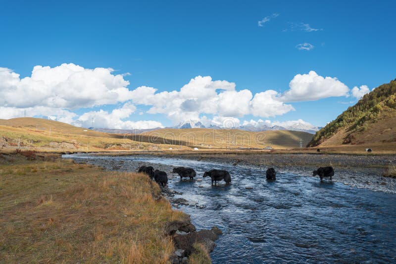 Yak Crosses the River by Stepping on the Water Stock Image - Image of ...