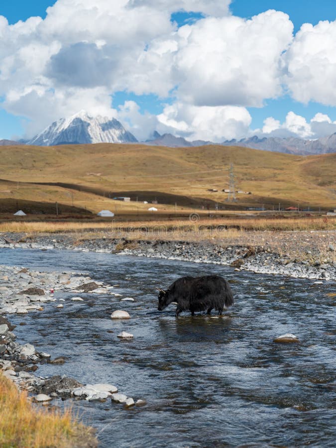 Yak Crosses the River by Stepping on the Water Stock Photo - Image of ...