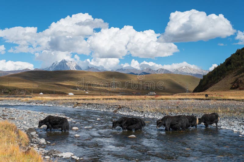 Yak Crosses the River by Stepping on the Water Stock Photo - Image of ...