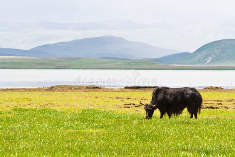Yak eating grass stock image. Image of breed, livestock - 20619319