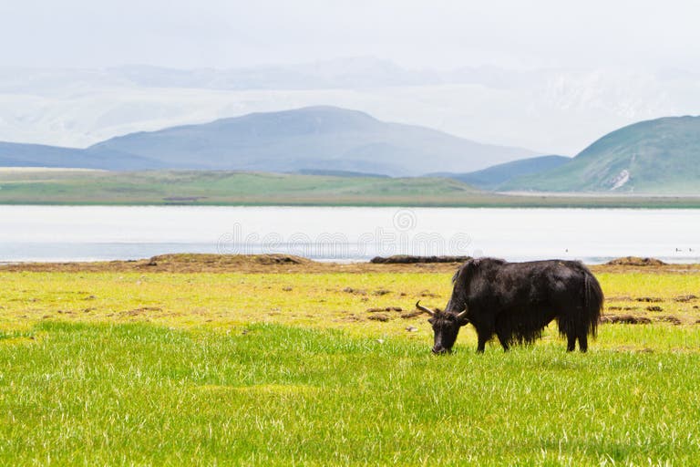 Yak eating grass stock image. Image of farm, mountain - 20615317