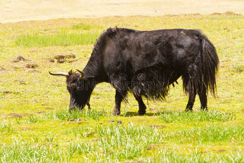 Yak eating grass stock image. Image of breed, livestock - 20619319