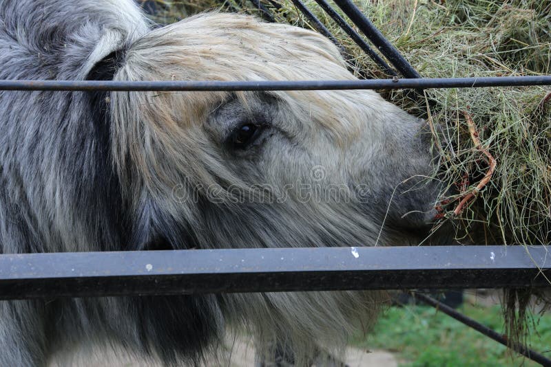 238 Yak Eating Grass Stock Photos - Free & Royalty-Free Stock Photos ...
