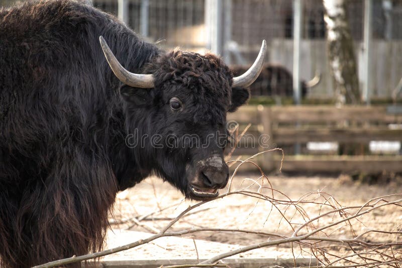 Yak Face Close-up in Sunny Day Stock Image - Image of area, black ...
