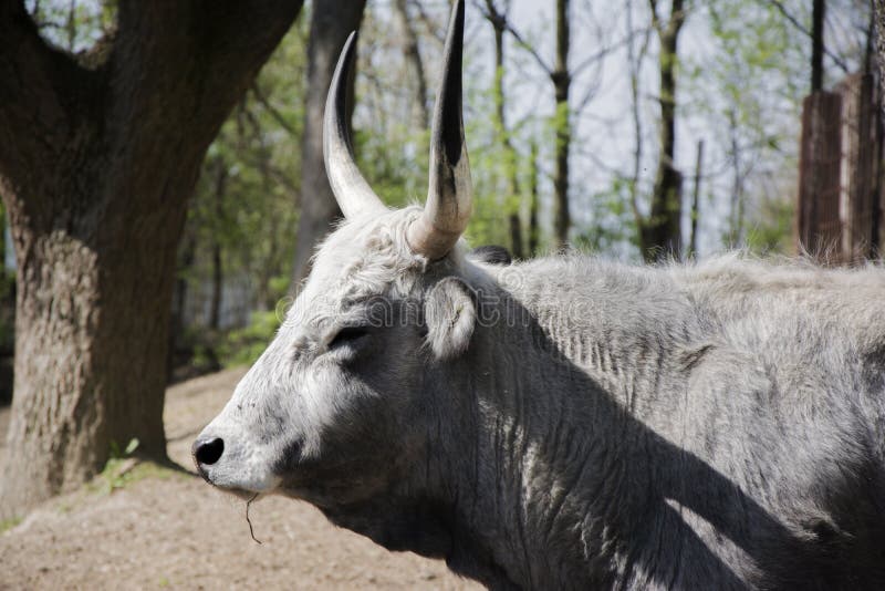 Yak female resting in sun stock image. Image of milk - 39932835