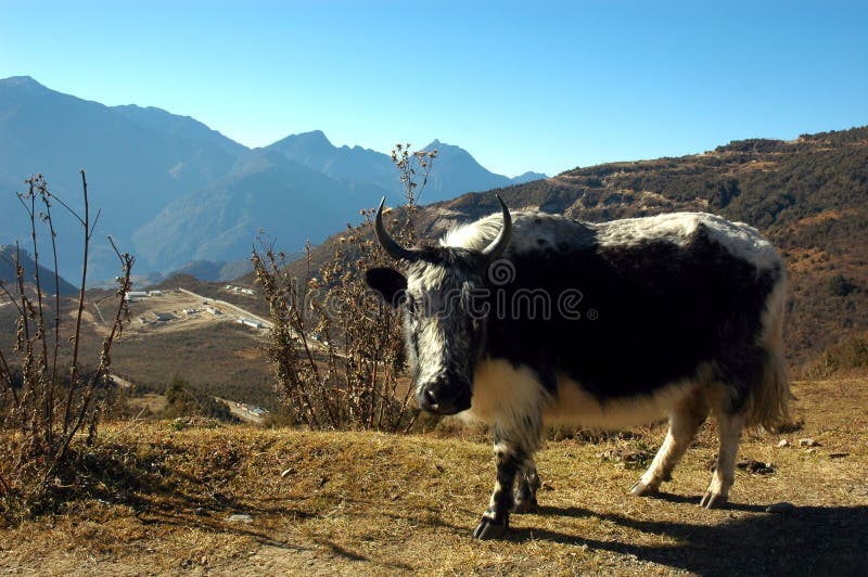 Yak femminili. fotografia stock. Immagine di paesaggio - 5283836