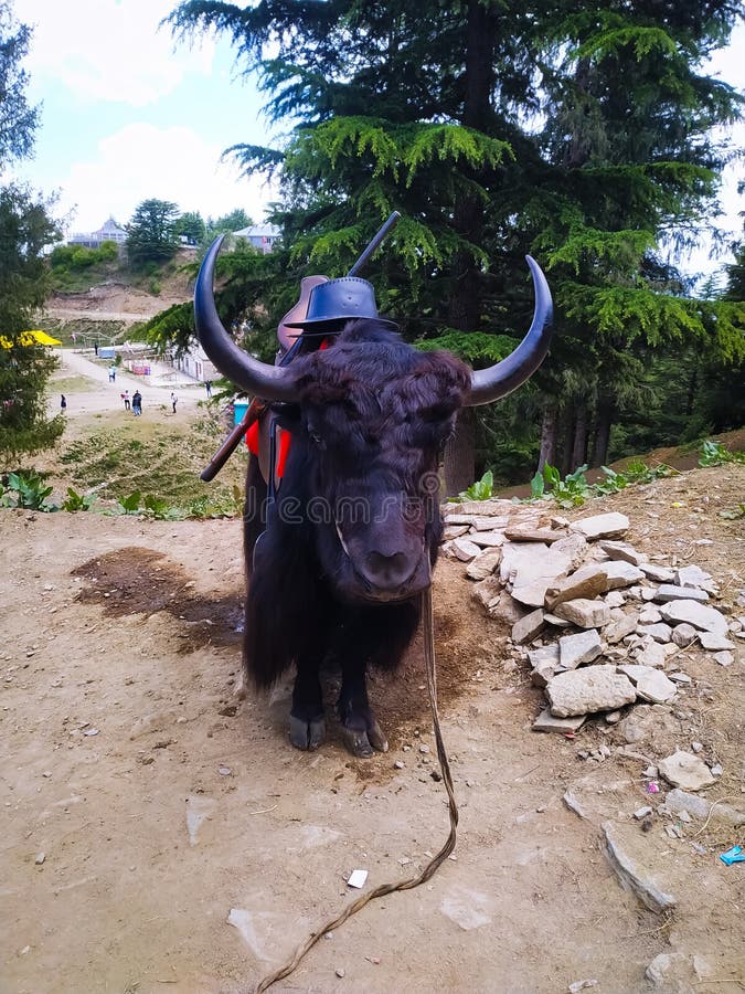 Yak in the Field with Green Pine Trees Stock Photo - Image of asia ...