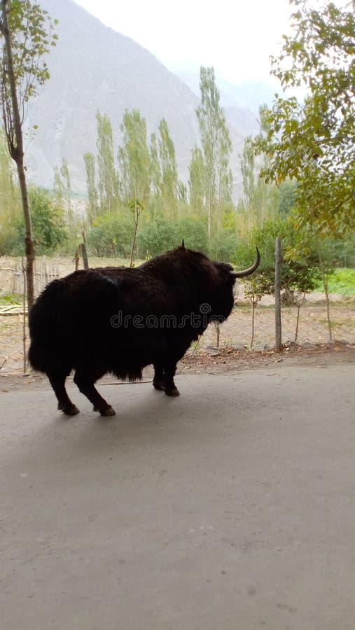 Yak forester stock image. Image of yark, animal, farm - 241824525