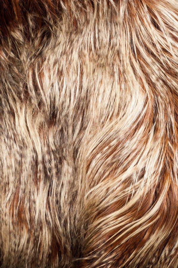 Yak fur. texture stock image. Image of cattle, hoofed - 122674071