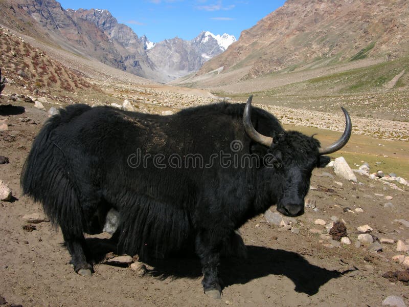 Yak high in mountains stock image. Image of cattle, grass - 4972145