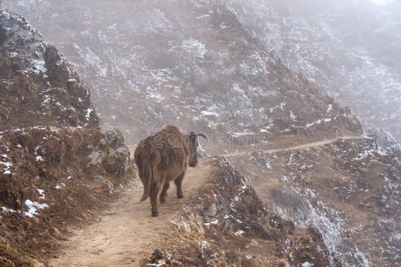 Yak on a Trail in the Mountains Stock Photo - Image of tibetan ...